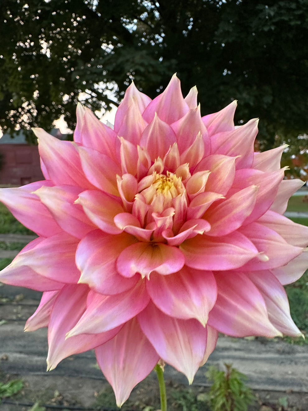 Fairytale Dahlia Tuber – Fiona's Flower Farm